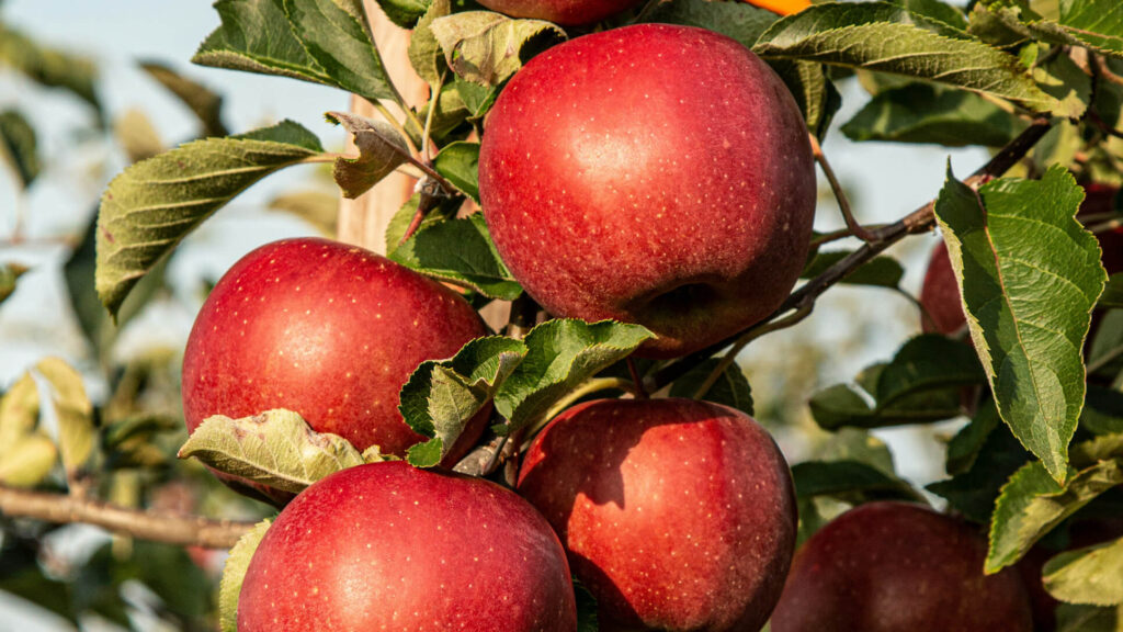 Savor Aomori’s Flavors! A Food Travel Guide Featuring Apples, Senbei ...